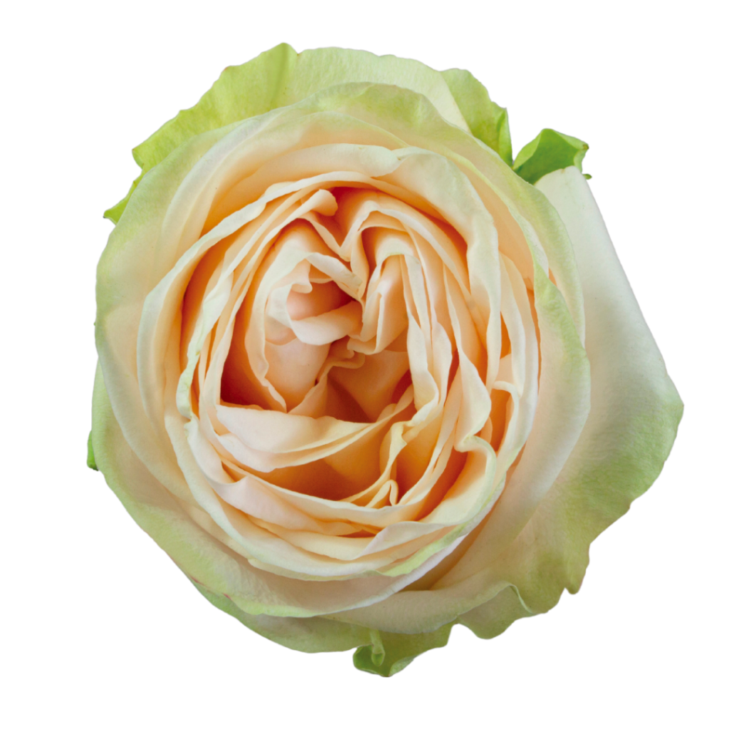 Garden Spirit – Qualisa