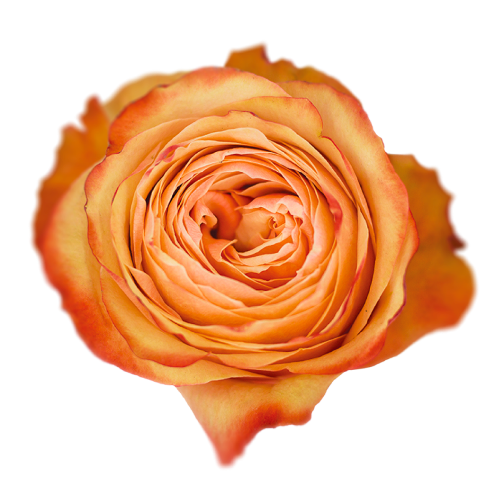 Catalog – Page 3 – Qualisa