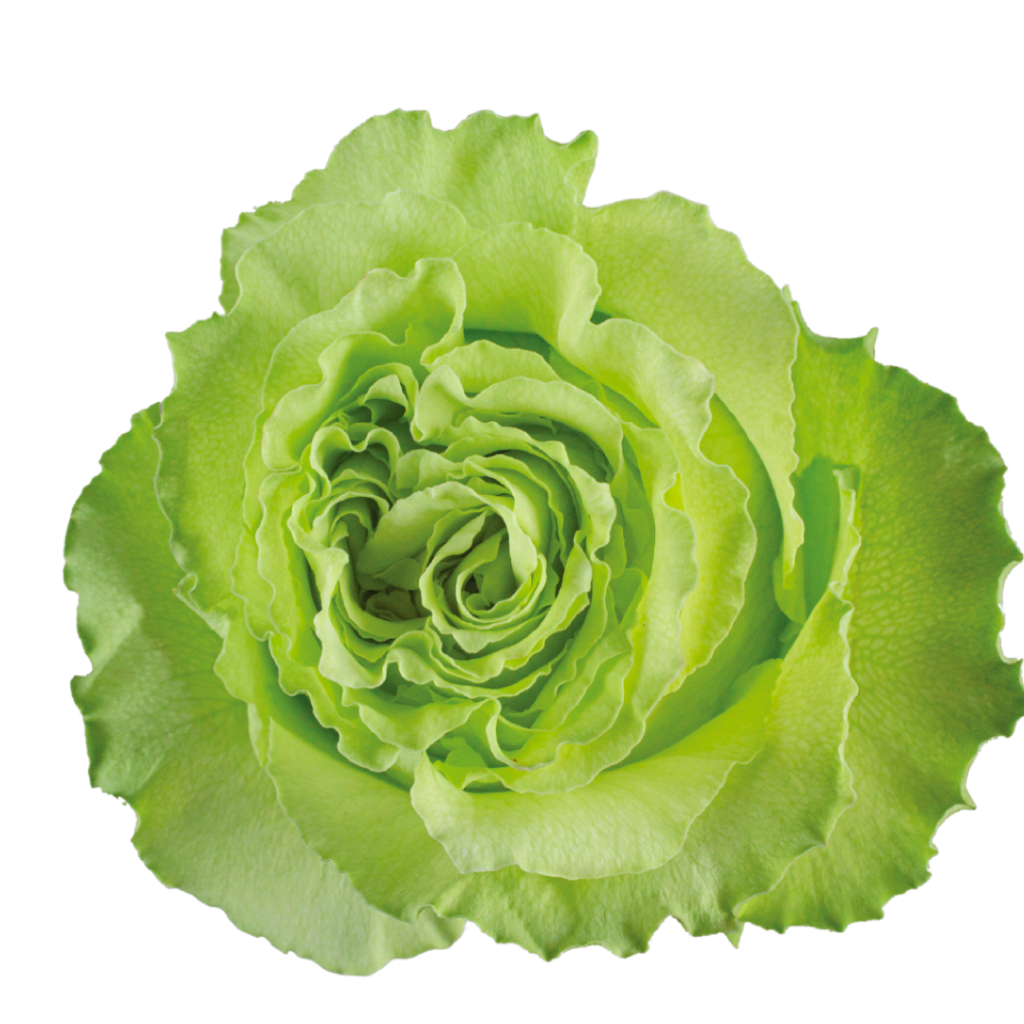 Lemonade – Qualisa