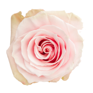 Pink Mondial – Qualisa