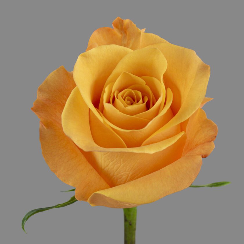 Products – QualisA