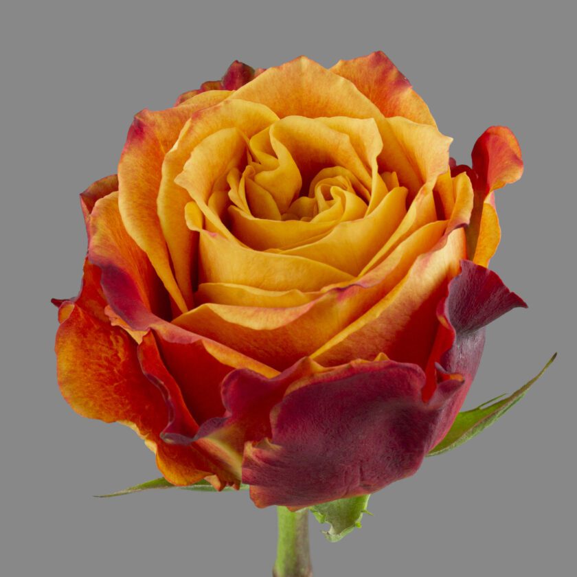 Products – QualisA