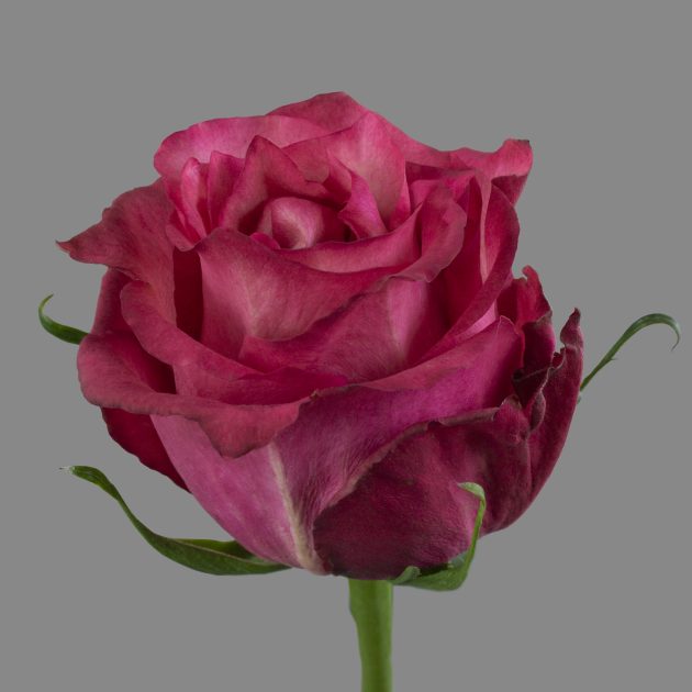 Products – QualisA