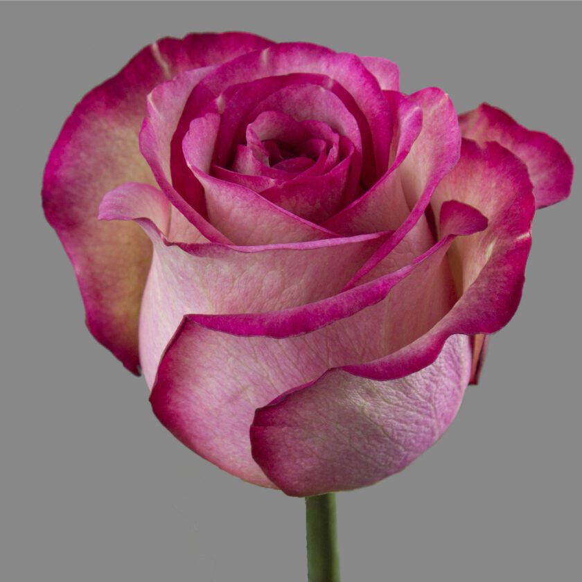 Products – QualisA