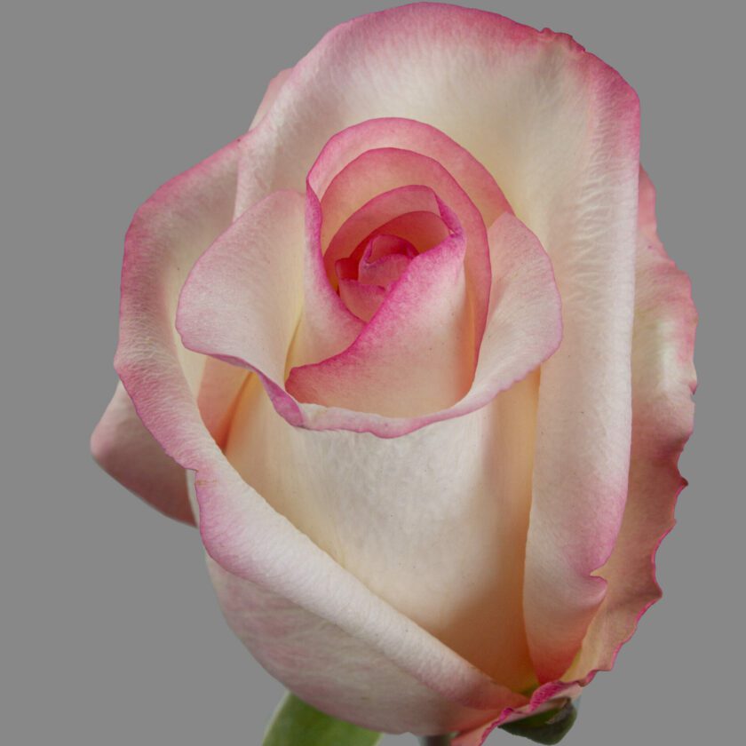 Products – QualisA