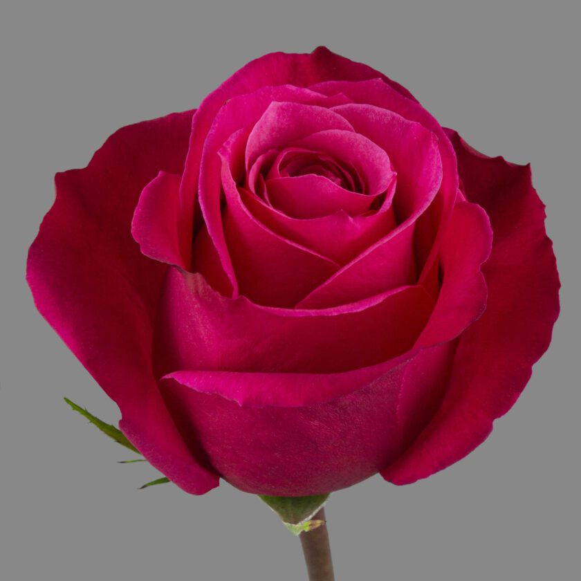 Products – QualisA