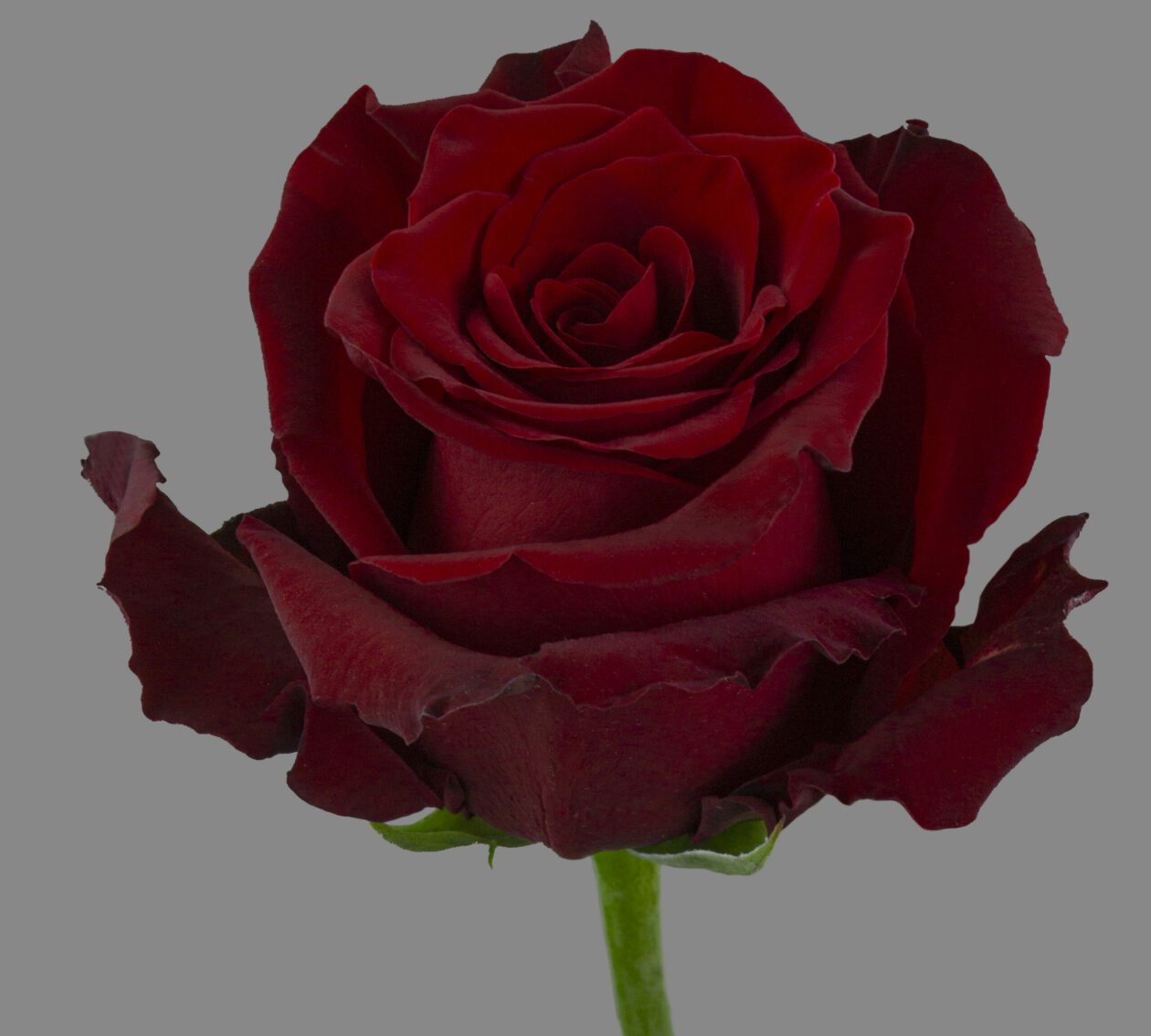 Explorer – QualisA