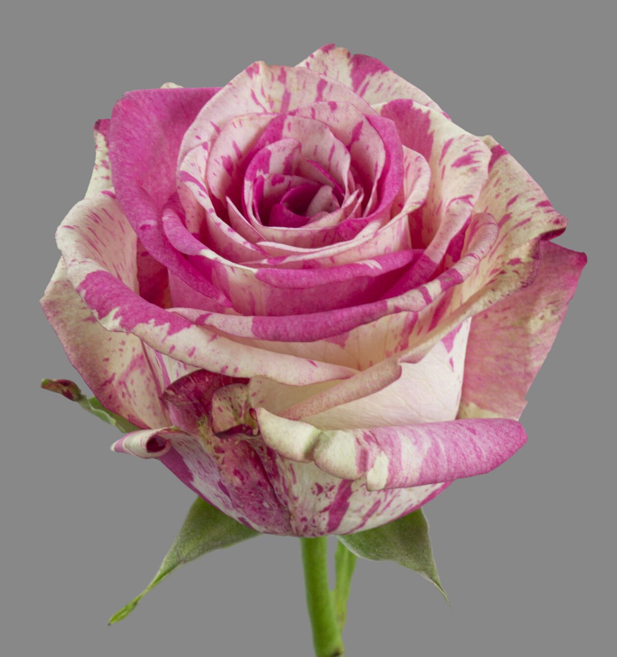 Magic Times – QualisA