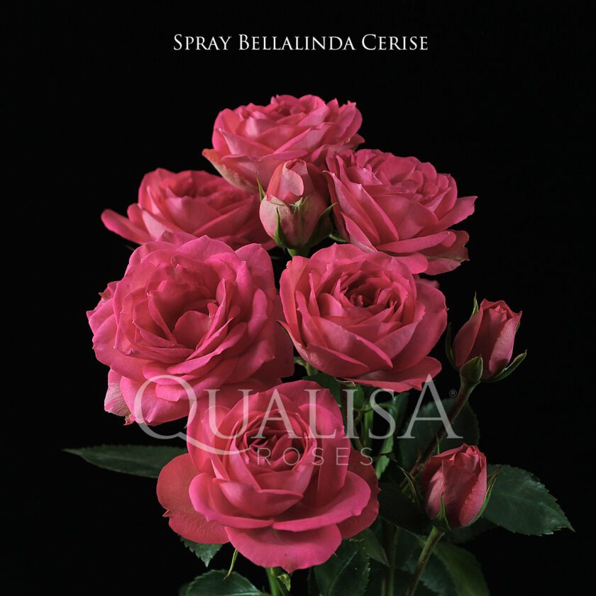 Products – QualisA