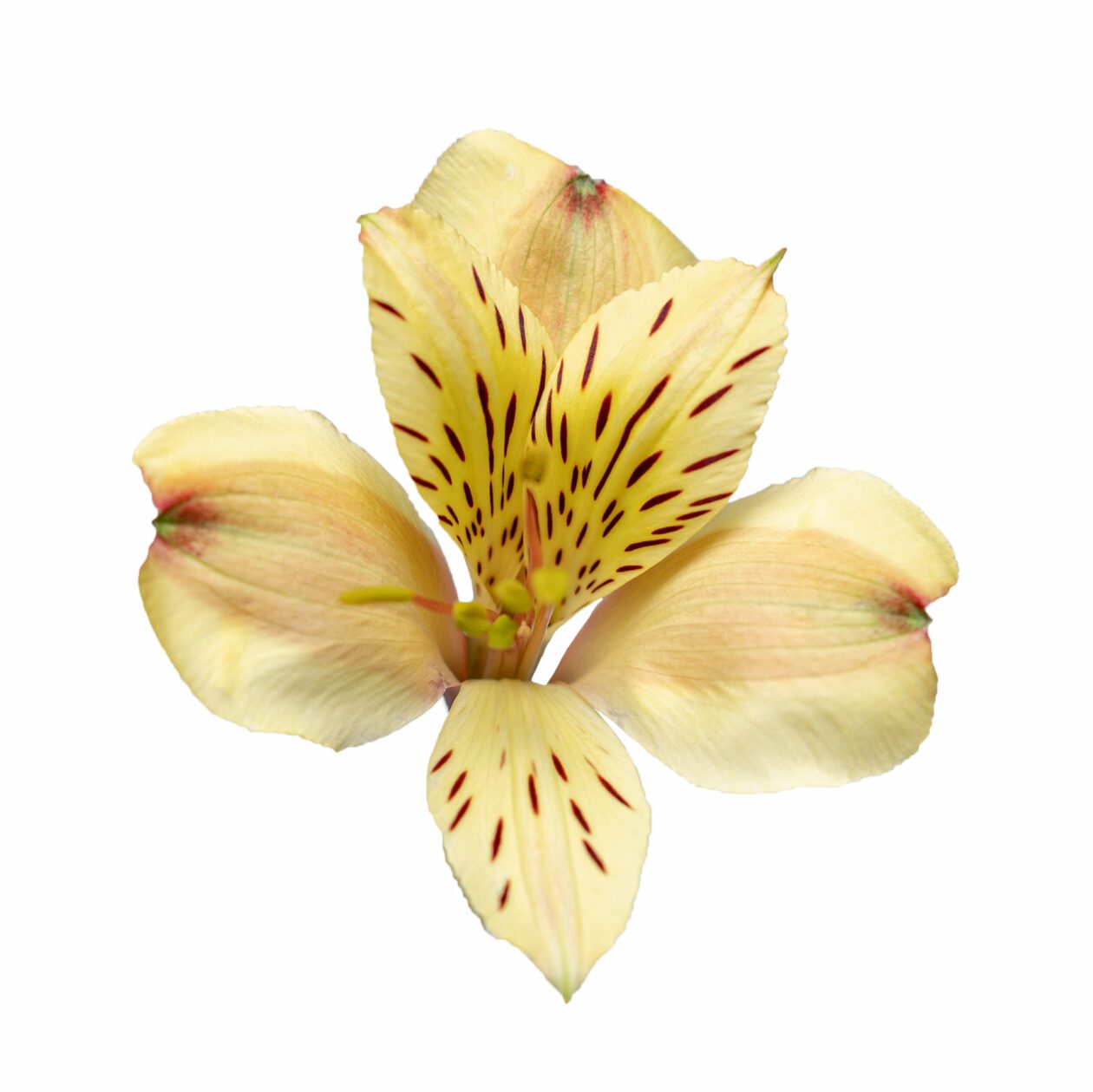 Products – QualisA