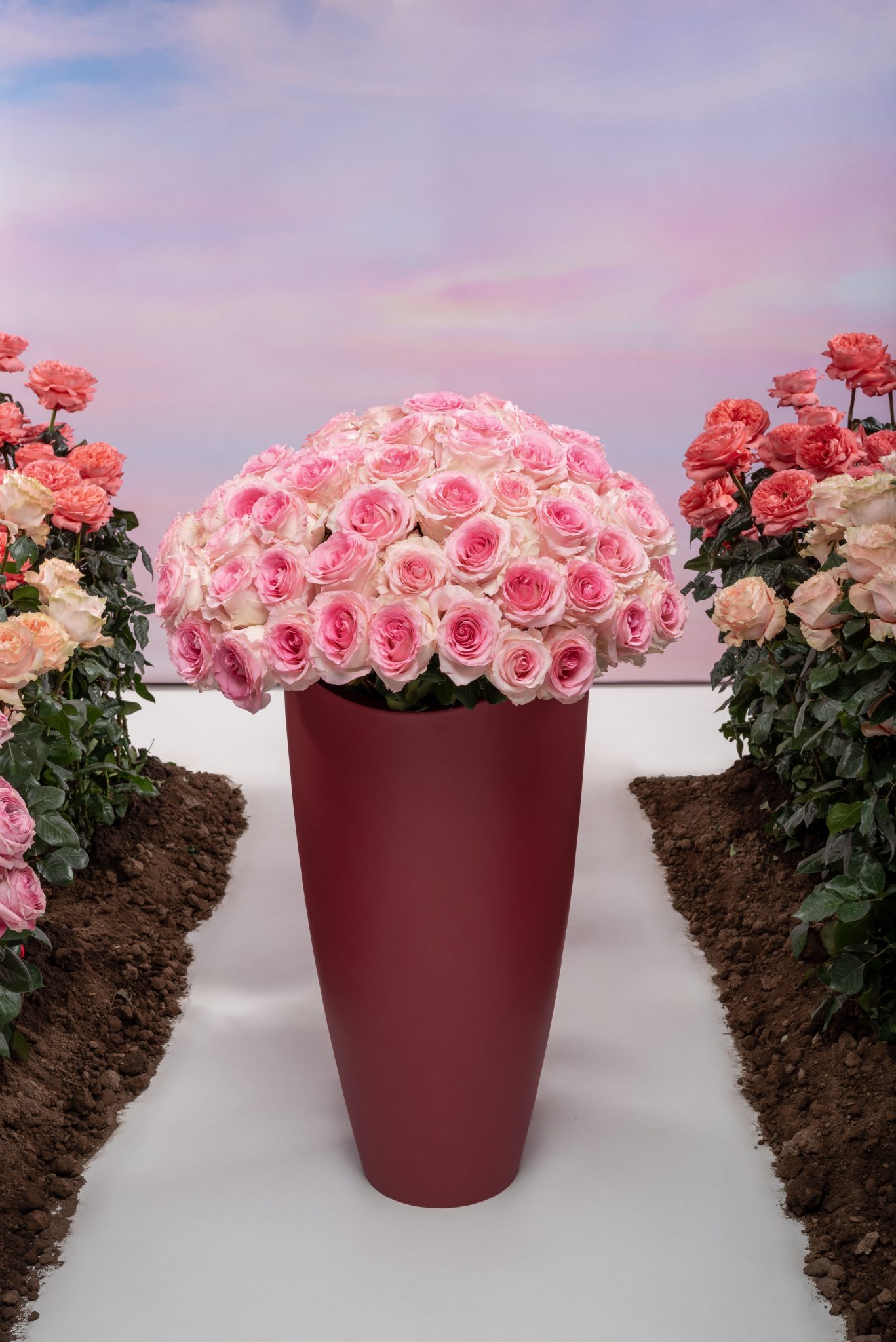 WE QARE: More Than Roses, A Purpose – Qualisa